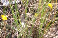 Sawgrass Prairie - Everglades National Park (U.S. National Park Service)