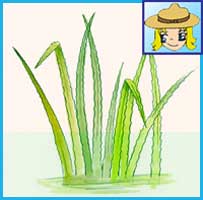 Sawgrass Prairie - Everglades National Park (U.S. National Park Service)