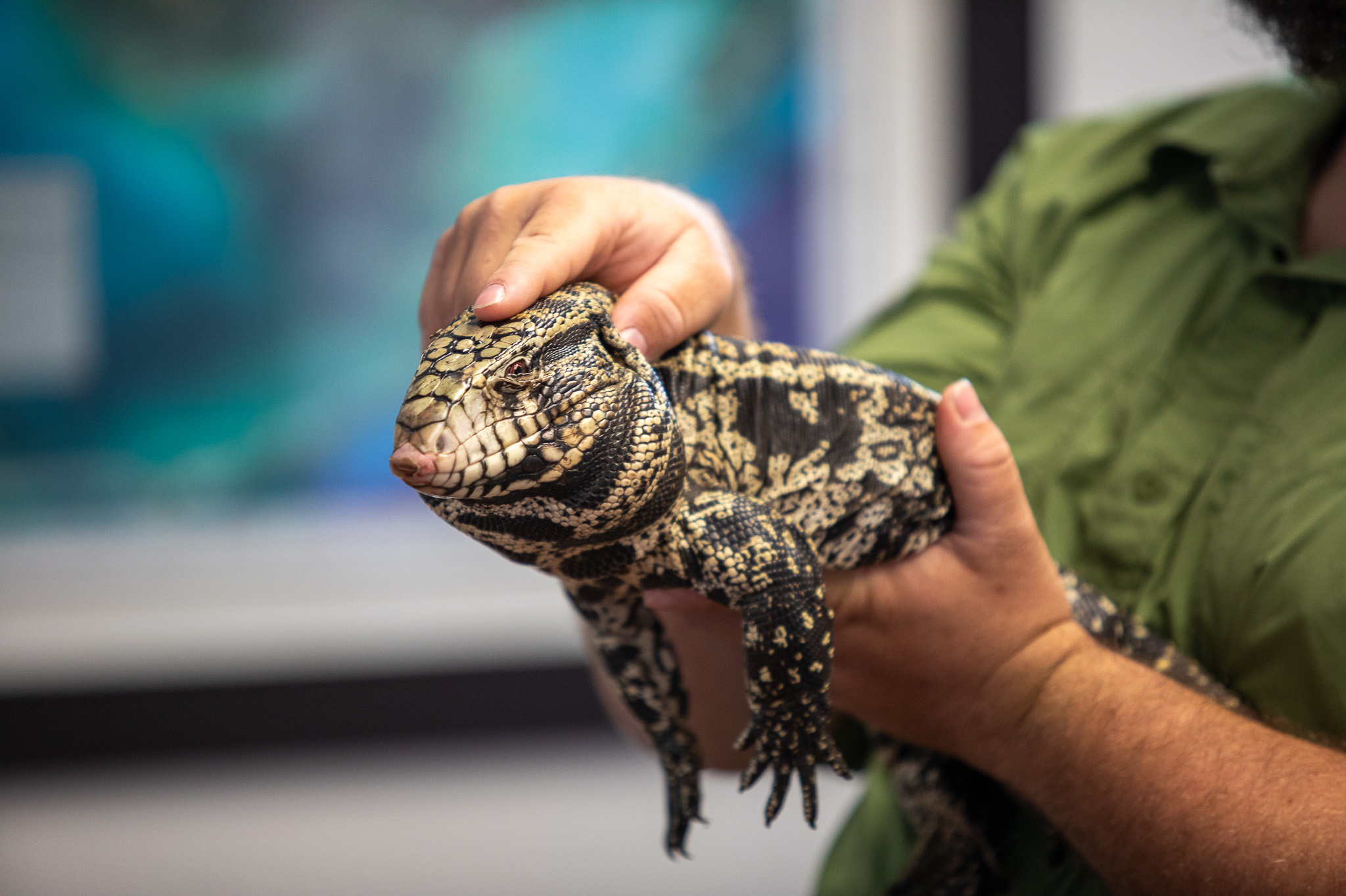 Invasive Species - Everglades National Park (U.S. National Park Service)