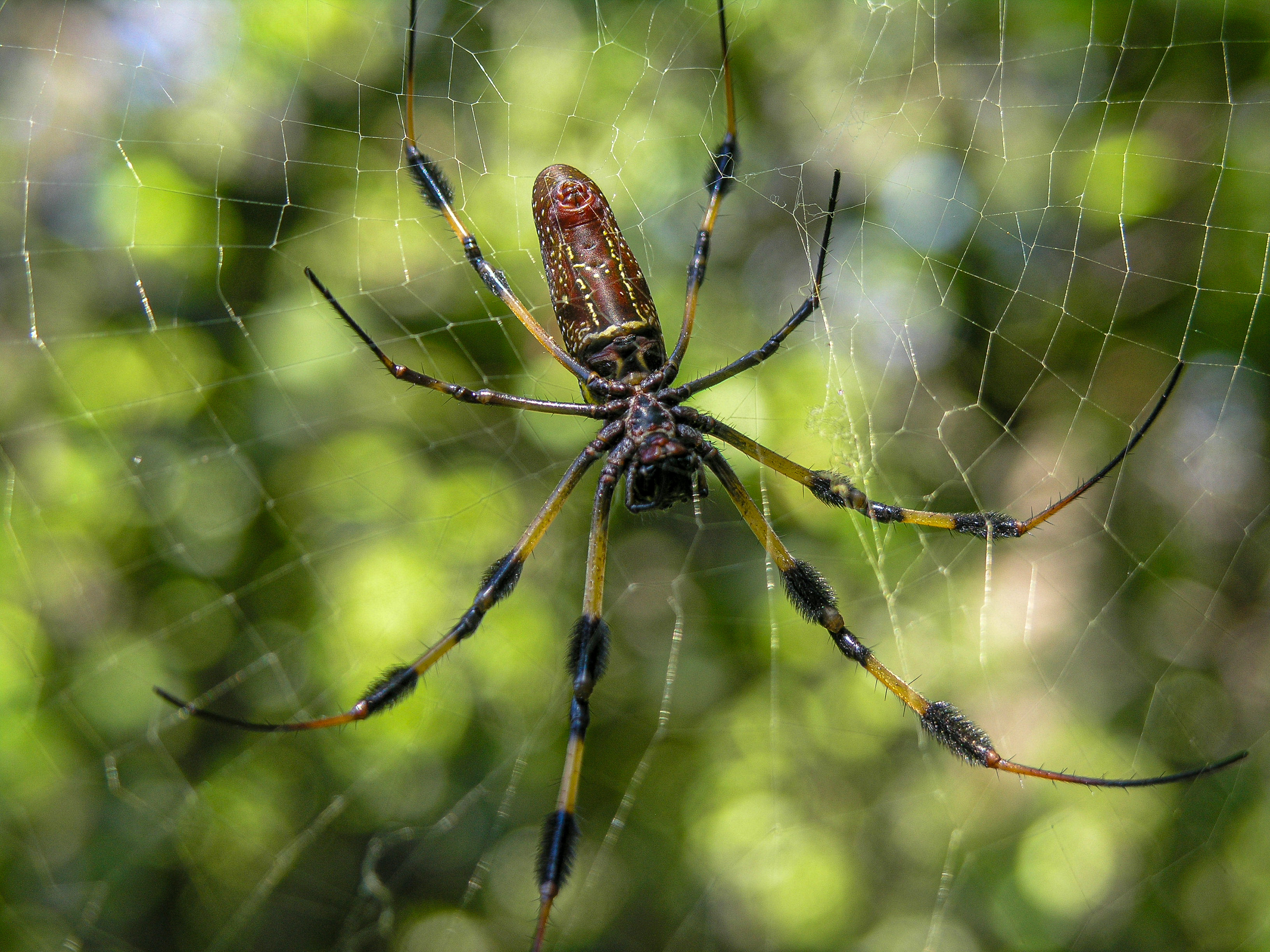 Insects, Spiders, Centipedes, Millipedes - Everglades National Park (U ...