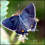 Butterfly Species - Everglades National Park (U.S. National Park Service)
