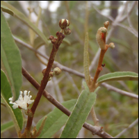 Bartram's Scrub-Hairstreak - Everglades National Park (U.S. National ...