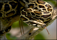 Invasive Animal Program - Everglades National Park (U.S. National Park ...