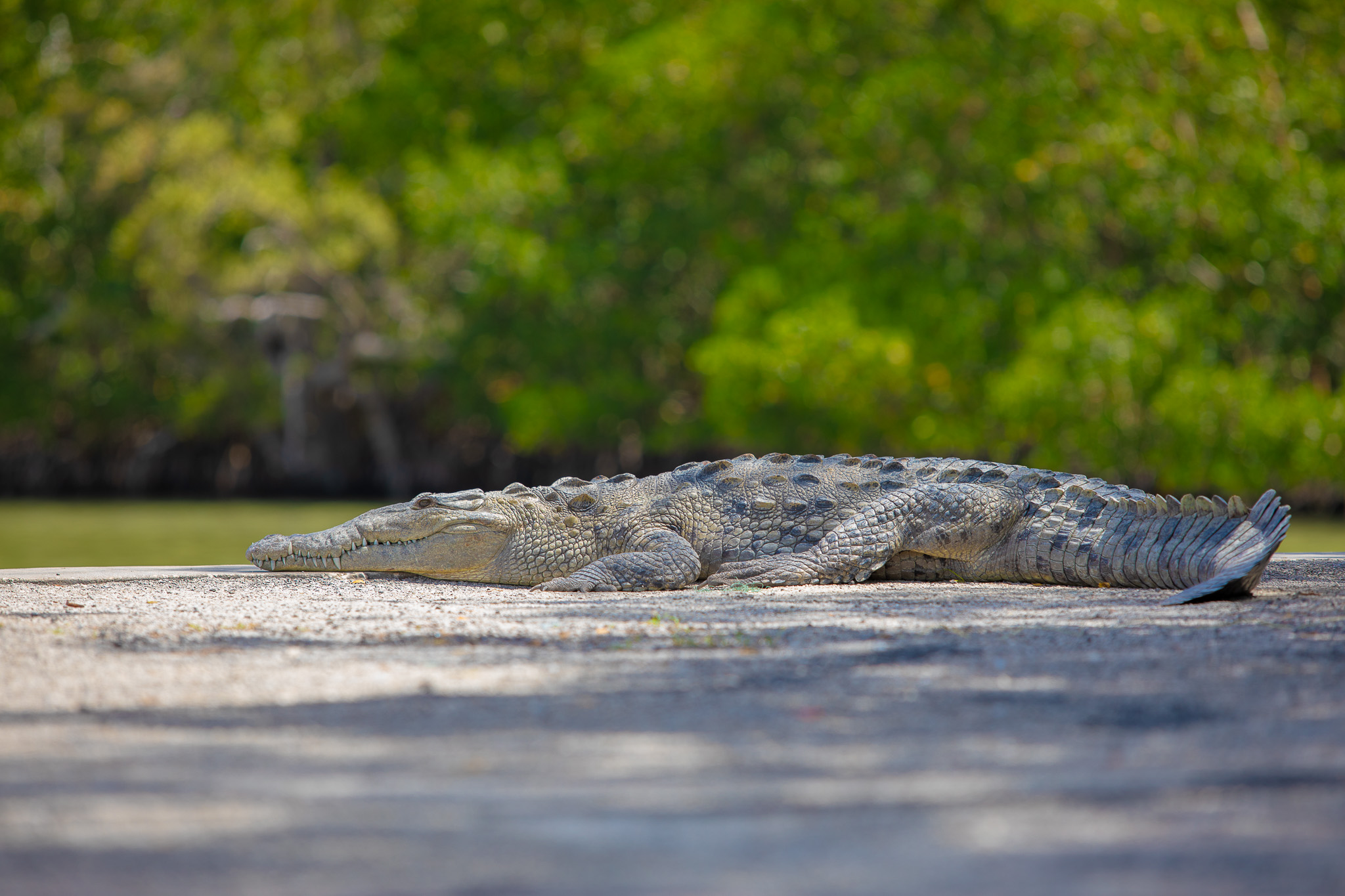 Reptiles - Everglades National Park (U.S. National Park Service)