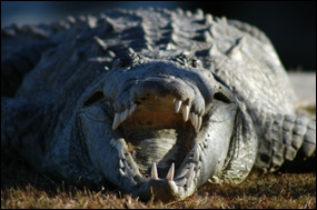 Sea Turtles - Everglades National Park (U.S. National Park Service)
