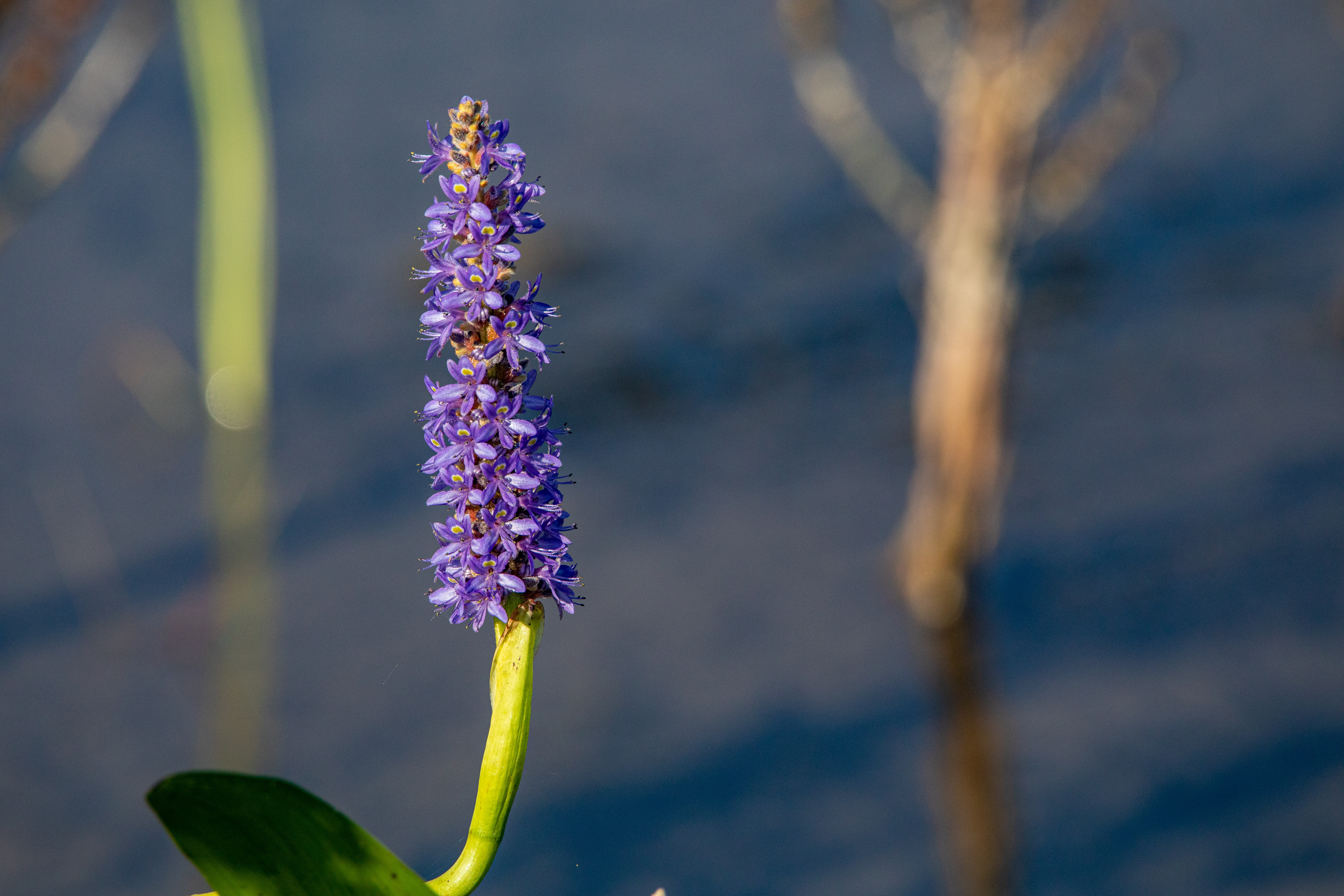 Plants - Everglades National Park (U.S. National Park Service)