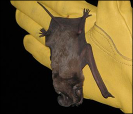 Florida Bonneted Bat - Everglades National Park (U.S. National Park ...