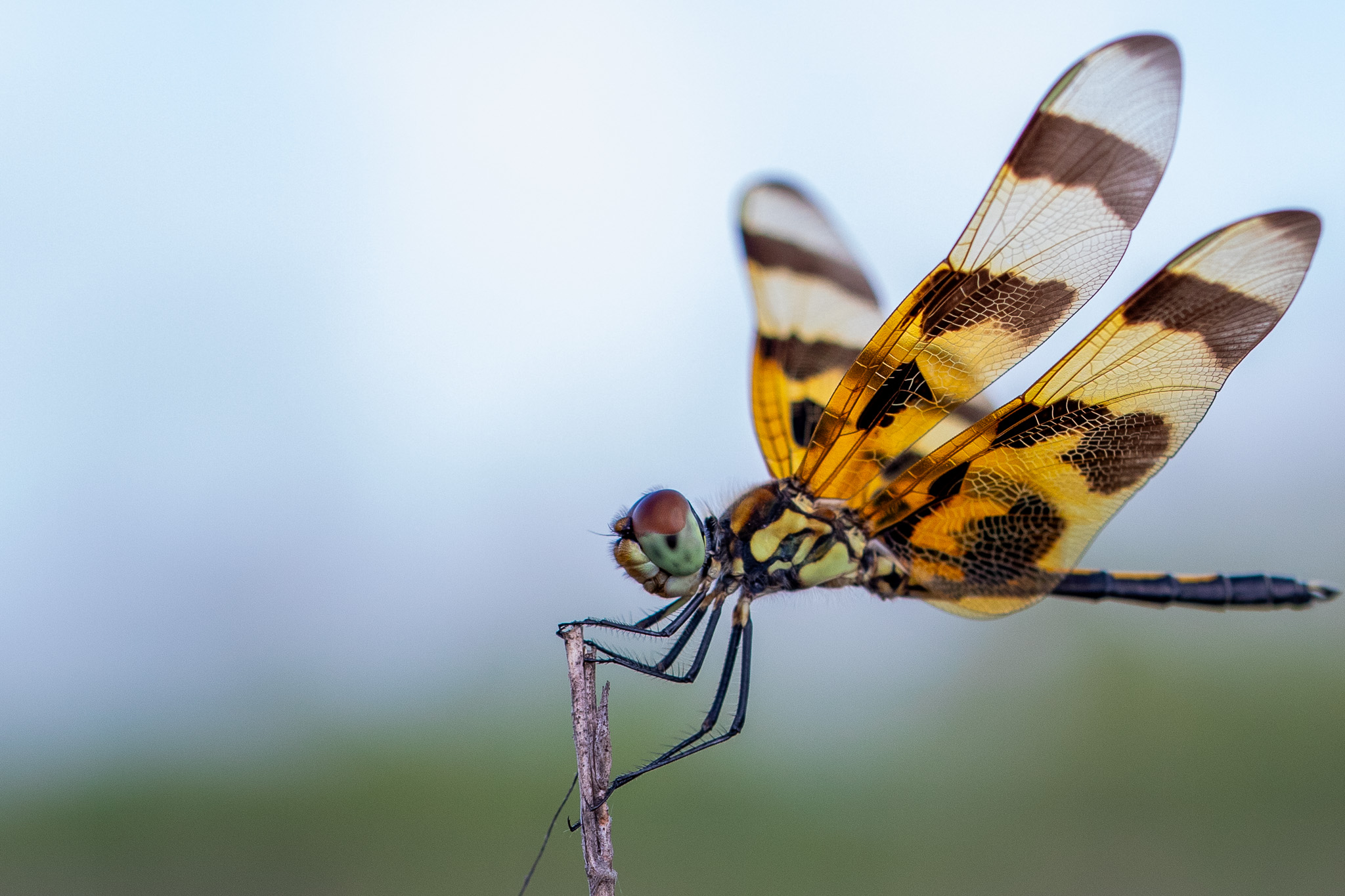 Characteristics Of Insects