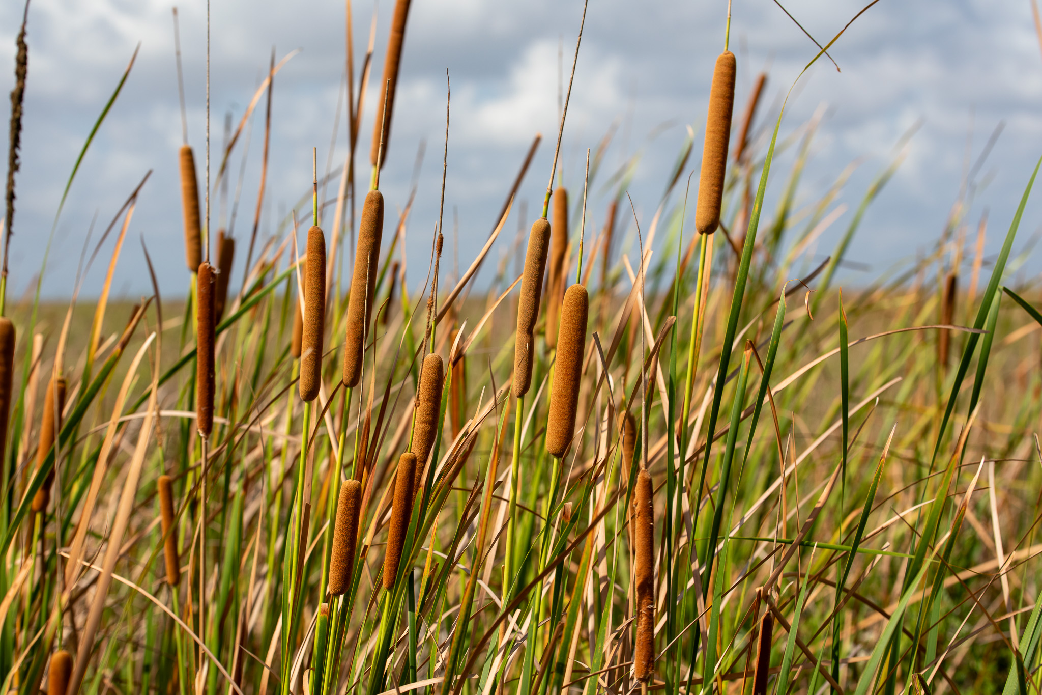 Plants - Everglades National Park (U.S. National Park Service)