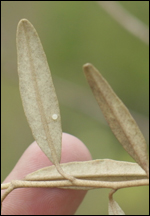 Florida Leafwing - Everglades National Park (U.S. National Park Service)
