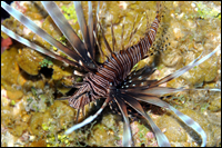 Invasive Animal Program - Everglades National Park (U.S. National Park ...