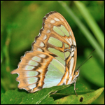 Butterfly Species - Everglades National Park (U.S. National Park Service)