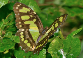Butterflies - Everglades National Park (U.S. National Park Service)