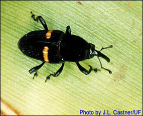 Bromeliads - Everglades National Park (U.S. National Park Service)