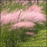 Plants - Everglades National Park (U.S. National Park Service)