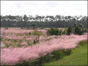 Grasses - Everglades National Park (U.S. National Park Service)