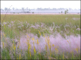 Grasses - Everglades National Park (U.S. National Park Service)