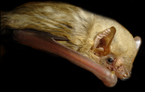 Northern Yellow Bat - Everglades National Park (U.S. National Park Service)