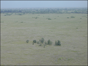 Alien Invaders: Exotic Plants in the Everglades - Everglades National ...