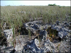 Grasses - Everglades National Park (U.S. National Park Service)