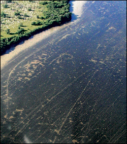 Marine Plants / Algae - Everglades National Park (U.S. National Park ...