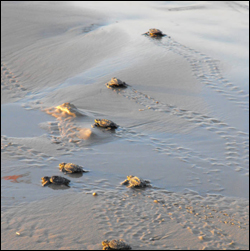 Sea Turtles and Light - Everglades National Park (U.S. National Park ...