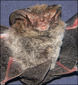 Everglades Soundscape - Everglades National Park (U.S. National Park ...