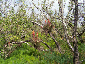 Bromeliads - Everglades National Park (U.S. National Park Service)