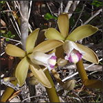 Plants - Everglades National Park (U.S. National Park Service)