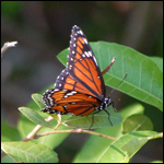 Butterfly Species - Everglades National Park (U.S. National Park Service)