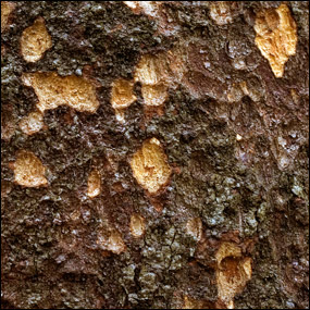 Barking Up a Tree: Photography Exhibit - Everglades National Park (U.S ...