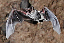 Bats - Everglades National Park (U.S. National Park Service)