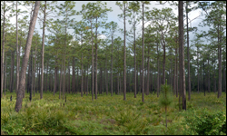 Invasive Plant Program - Everglades National Park (U.S. National Park ...