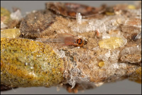 Nonnative Insects - Everglades National Park (U.S. National Park Service)