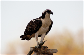 Osprey: Species Profile - Everglades National Park (U.S. National Park ...