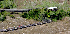 Seminole Bat - Everglades National Park (U.S. National Park Service)