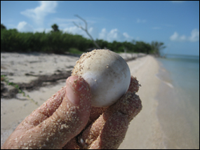 Sea Turtles - Everglades National Park (U.S. National Park Service)