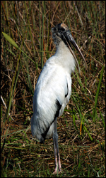 American Wood Stork