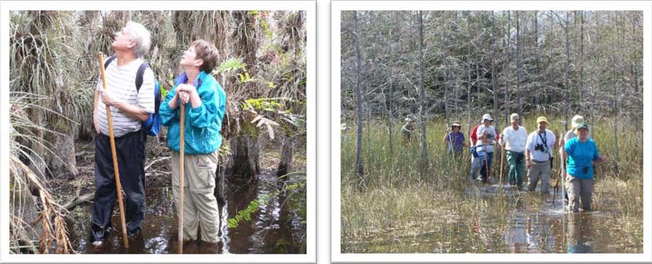Slough Slog - Everglades National Park (U.S. National Park Service)