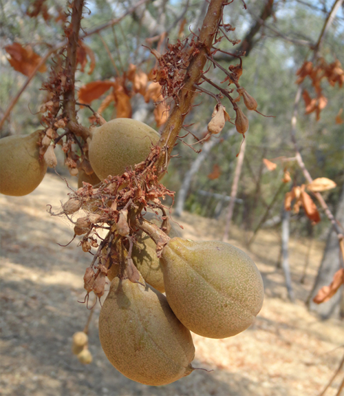 NPS.gov - Sequoia National Park: PhenoLapse Homepage