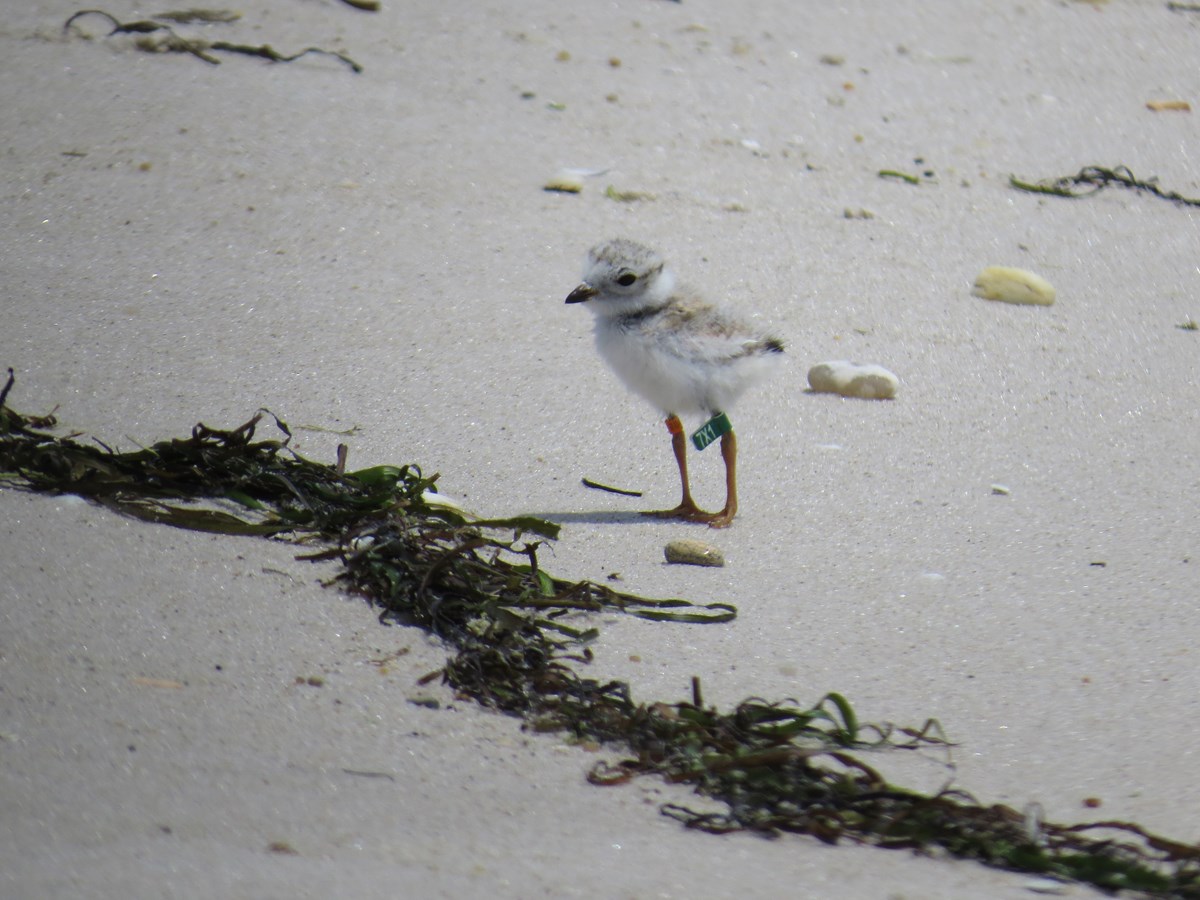 Piping Plover Monitoring and Management - Fire Island National Seashore ...