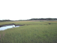 Plants - Fire Island National Seashore (U.S. National Park Service)