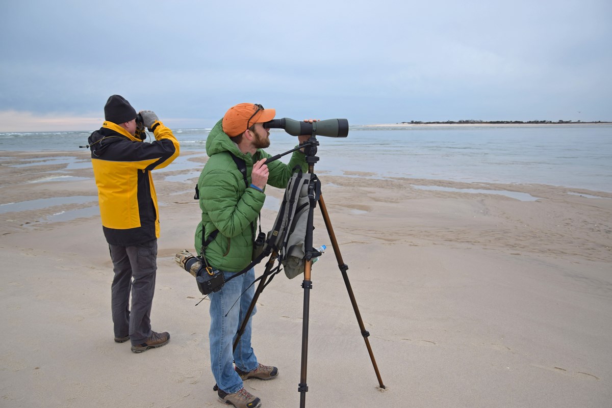 Birdwatching - Fire Island National Seashore (U.S. National Park Service)