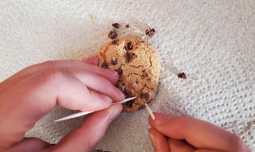 Cookie Conservation Activity - Florissant Fossil Beds National Monument ...