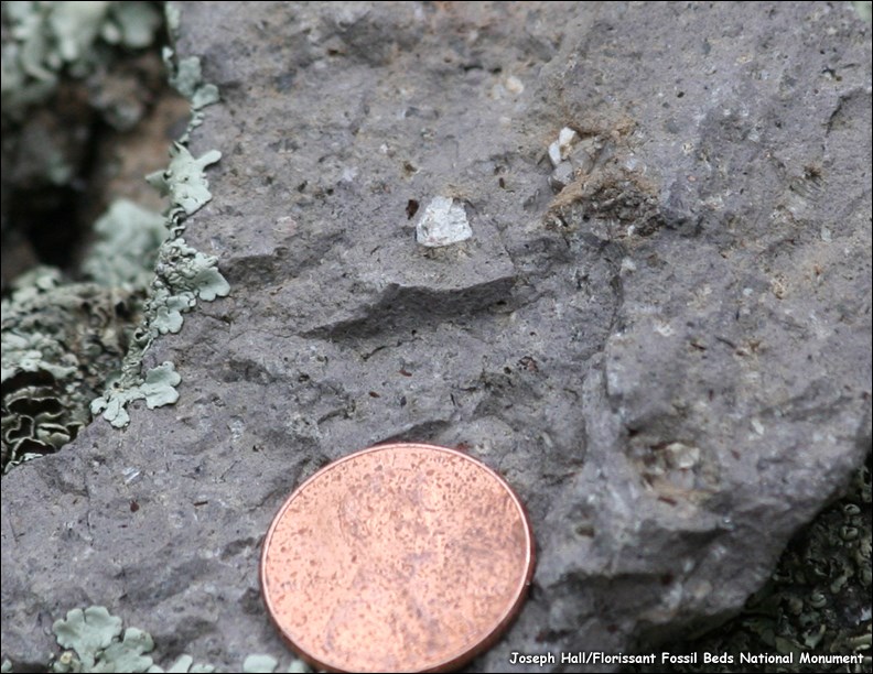 Geology (Unit 2) - Barksdale Picnic Area: Wall Mountain Tuff ...