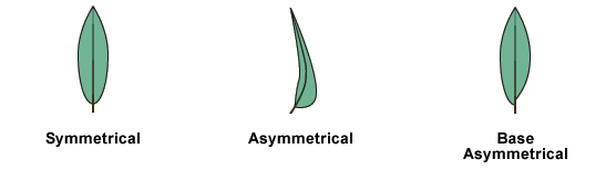 Online Curriculum - Identification (Unit 4) - Florissant Fossil Beds ...