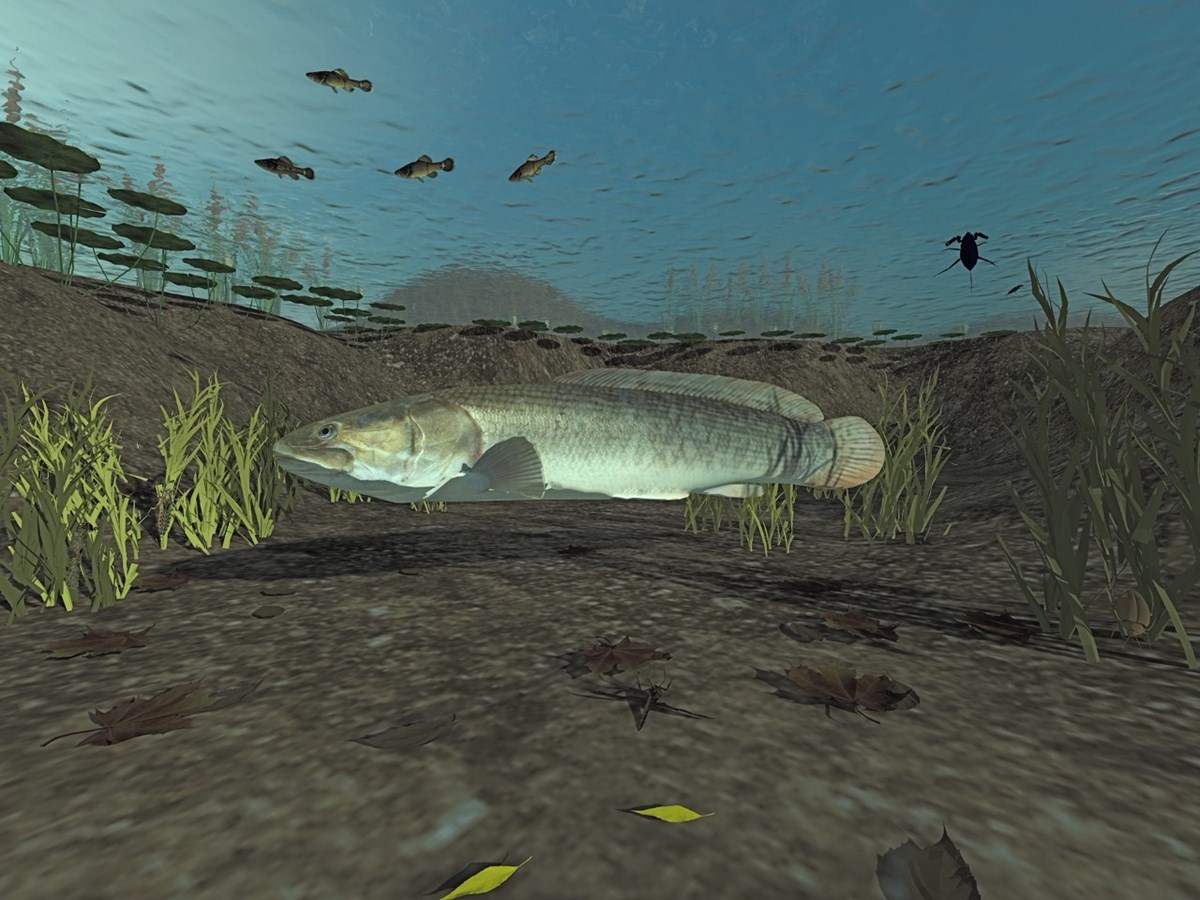Fish Underwater Lake