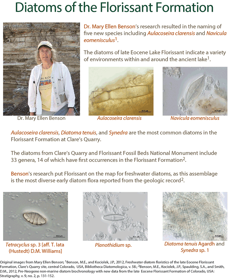 Diatoms of the Florissant Formation - Florissant Fossil Beds National ...
