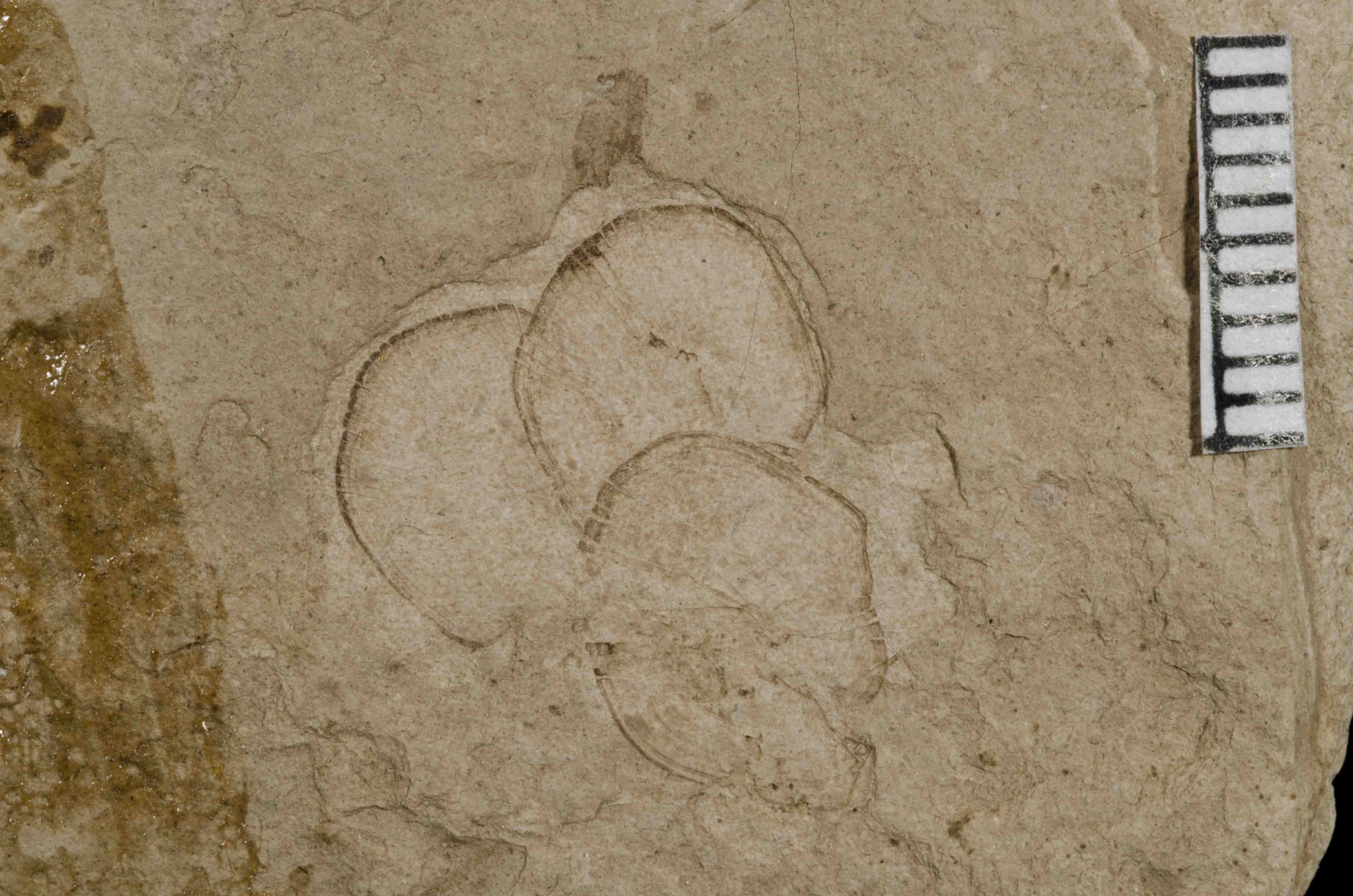 Amia scutata reconstruction - Florissant Fossil Beds National Monument ...