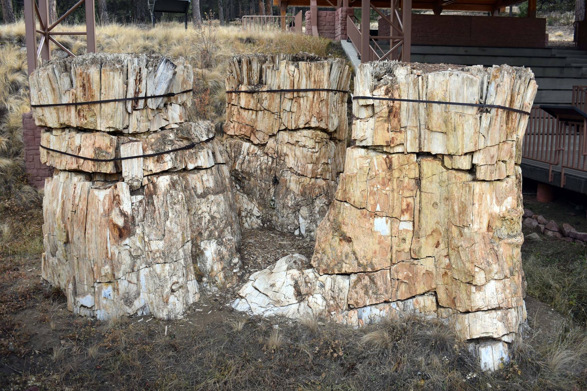 Sequoia affinis Reconconstruction - Florissant Fossil Beds National ...